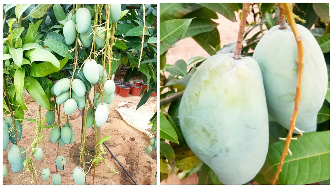 Greenhouse mangoes in desert ||@chithoors samayal || Vlog|| - YouTube