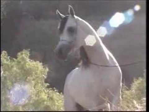 Stallions of Om El Arab - YouTube