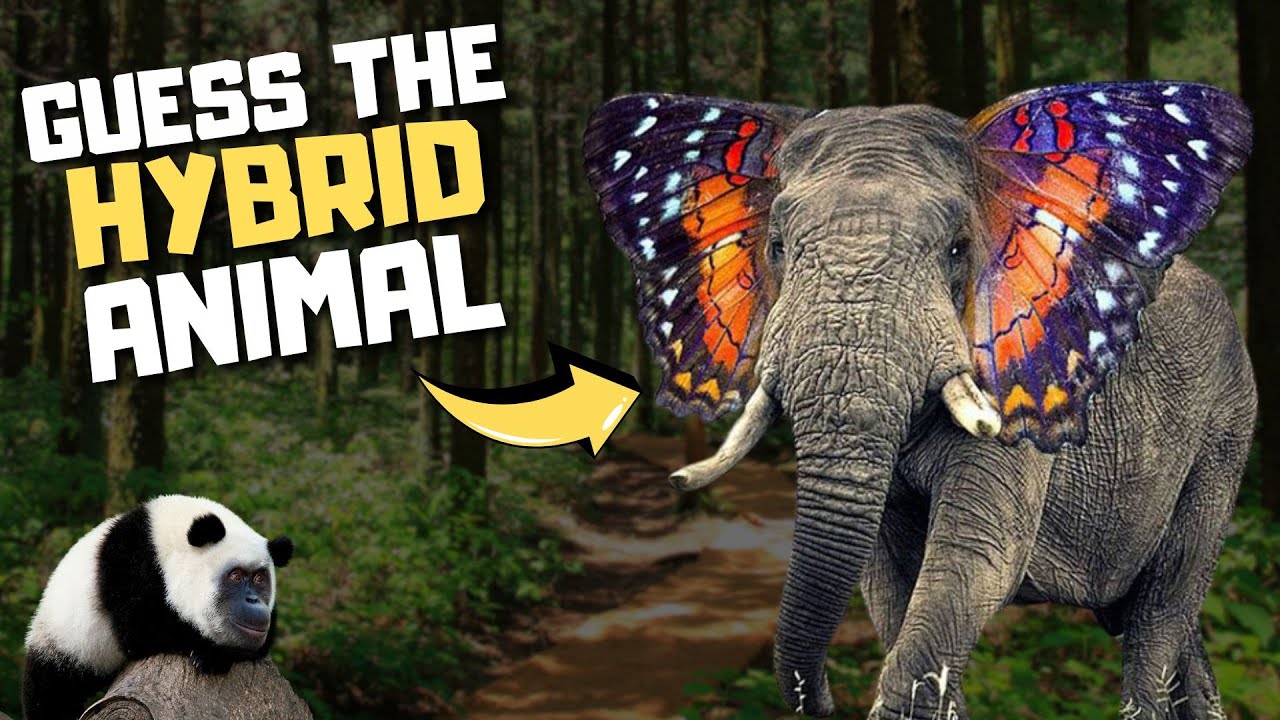 Guess the Hybrid Animal - YouTube