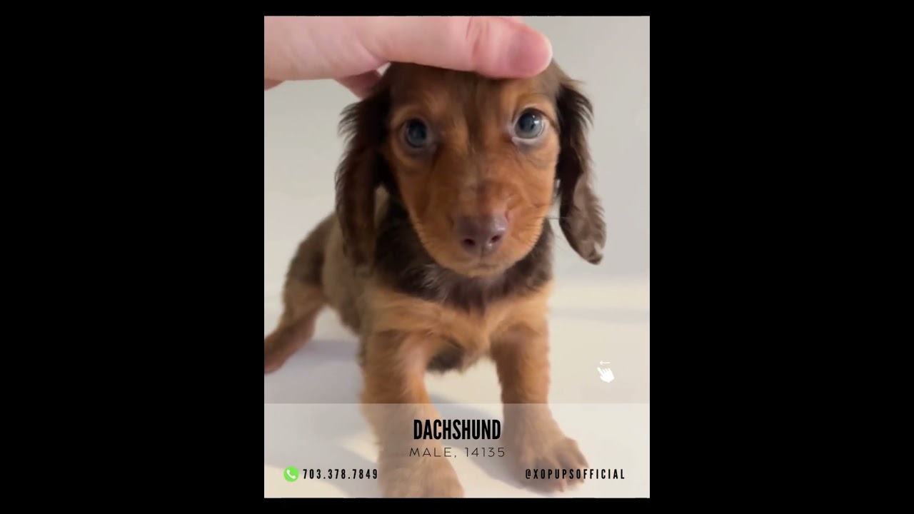 XO PUPS | Puppies For Sale in Virginia