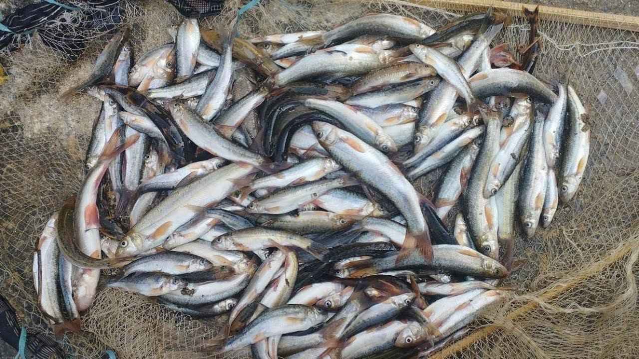 Traditional fishing style in Nepal #fishing#fishingvideo#villagelife ...