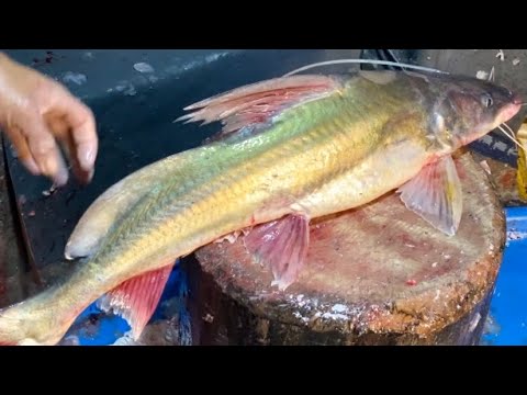 Amazing River Rear Bagha Ayer Fish Cutting Live In Bangladesh Fish ...