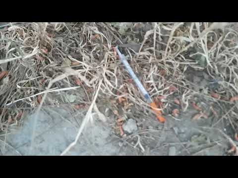 Montində narkomanların iynə vurduğu yer AŞKARLANDI