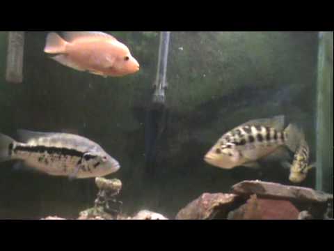 dovii vs yellow jag pair.MPG - YouTube