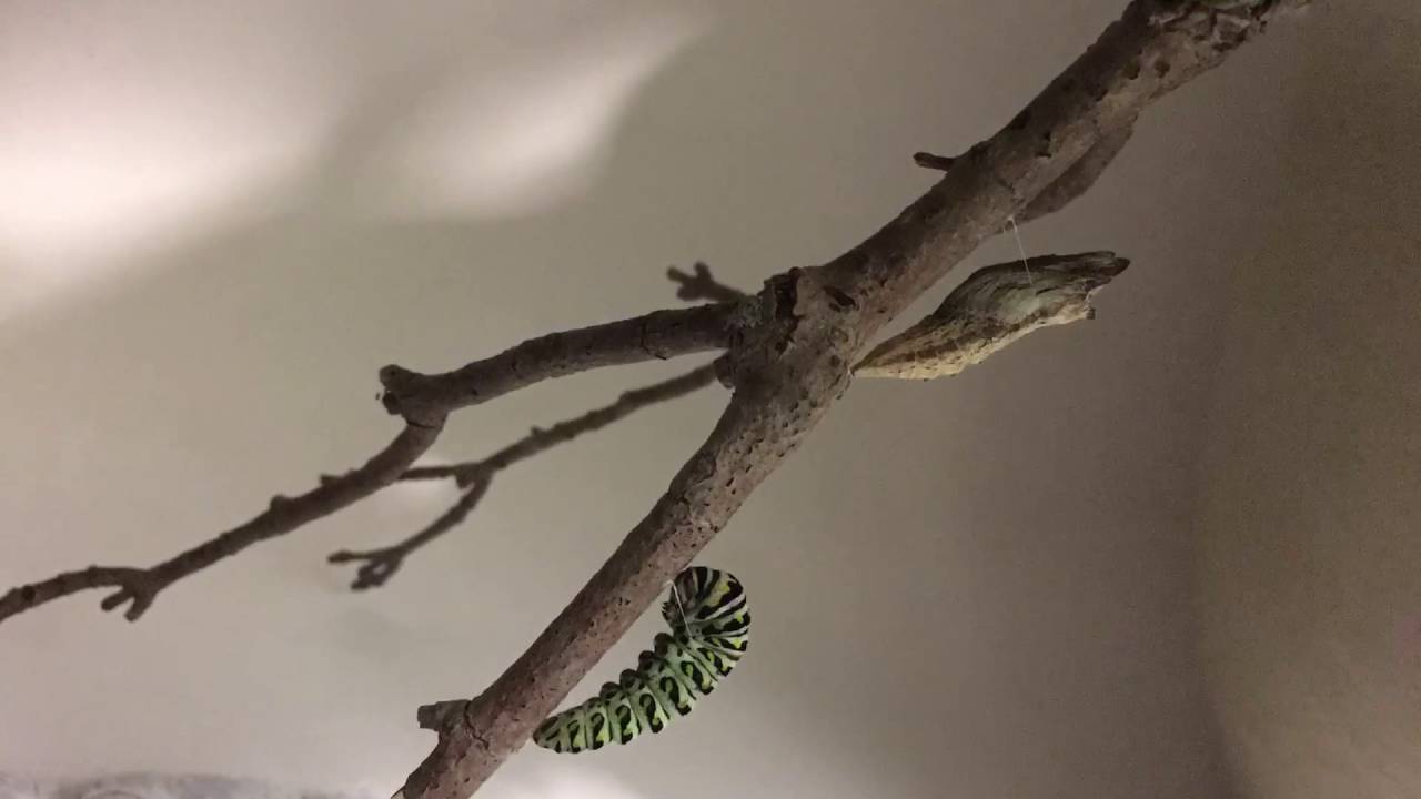 Eastern Black Swallowtail time-lapse chrysalis - YouTube
