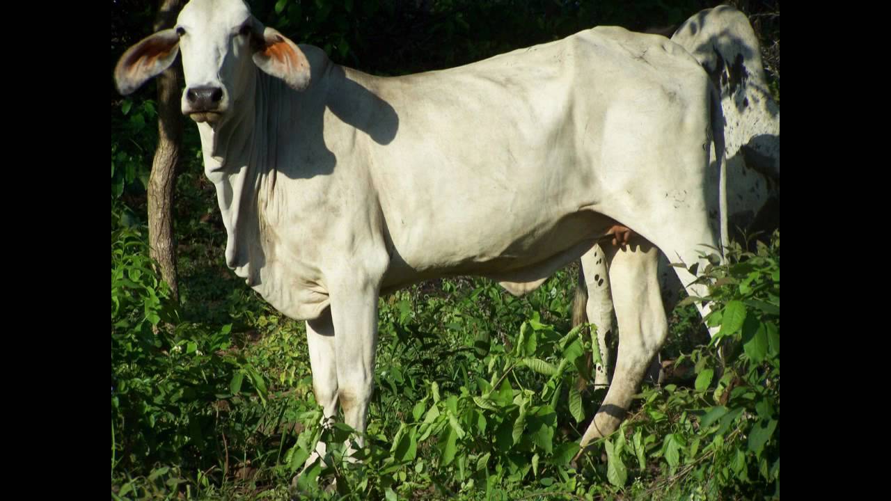Cantares Nicaraguenses Picardia e Ingenio El cerote - YouTube