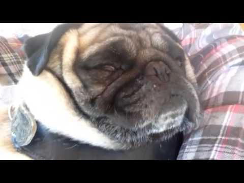 Pug asustado - YouTube