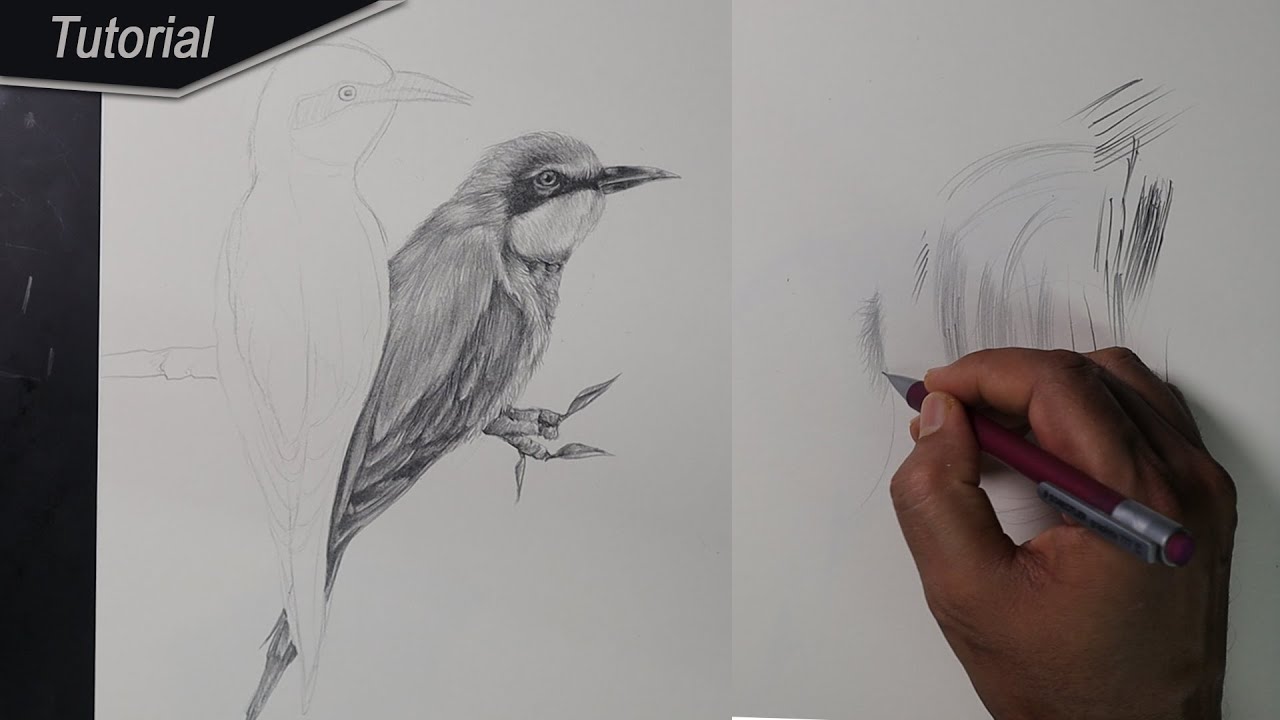 Perfect Shading Technique for Hair and Fur | Shading Technique for ...