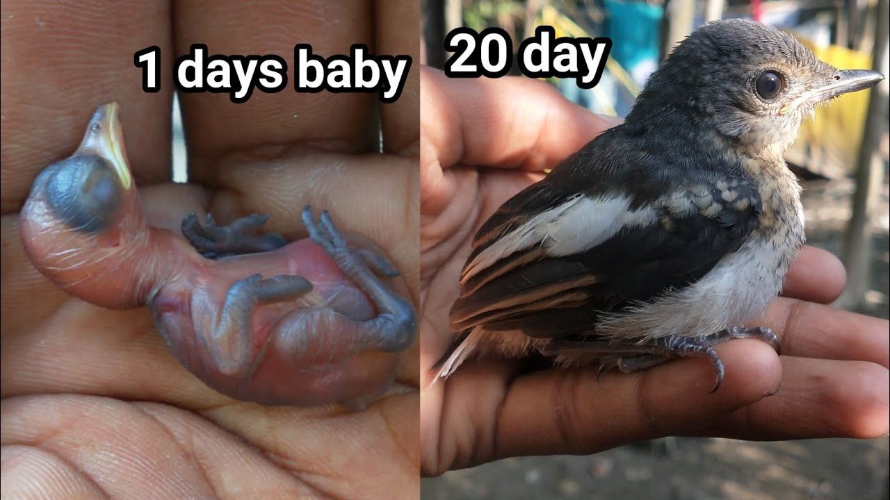 dual birds baby day by day growing stage| baby dual 1 to 20 days ...