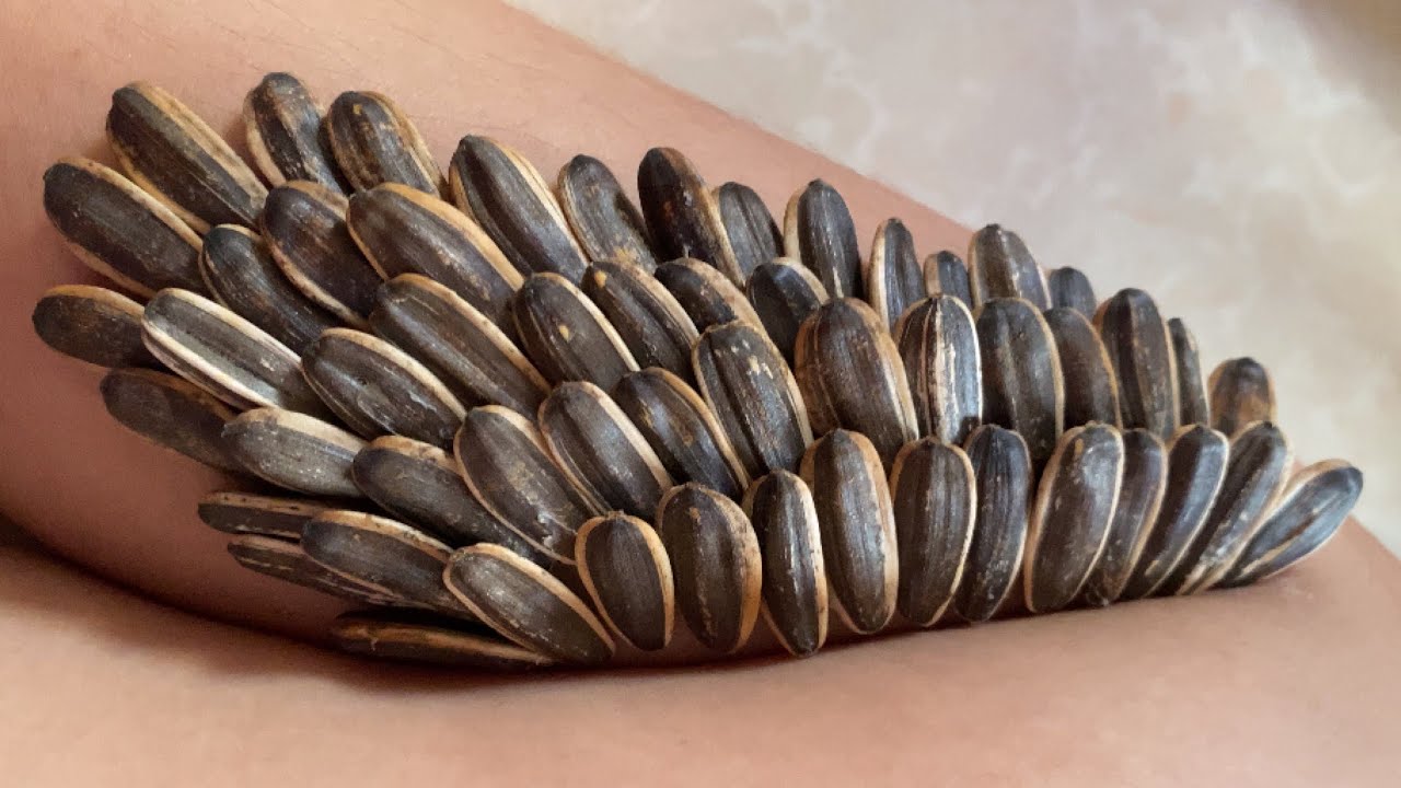 My fake ticks, Remove sunflower seed tick from leg - YouTube