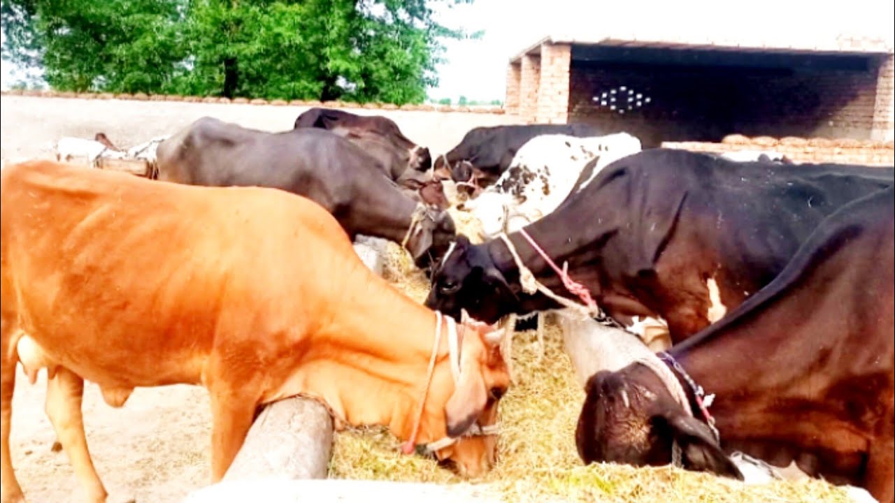 simple dairy farming/Naveed Rao:سمپل ڈیری فارمنگ 🐏🐐🐓🐂 - YouTube