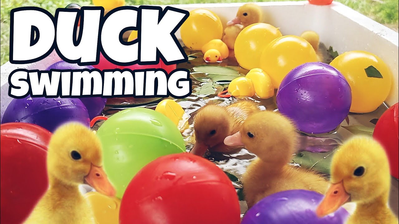 Ducks swimming with toys and color balls - YouTube