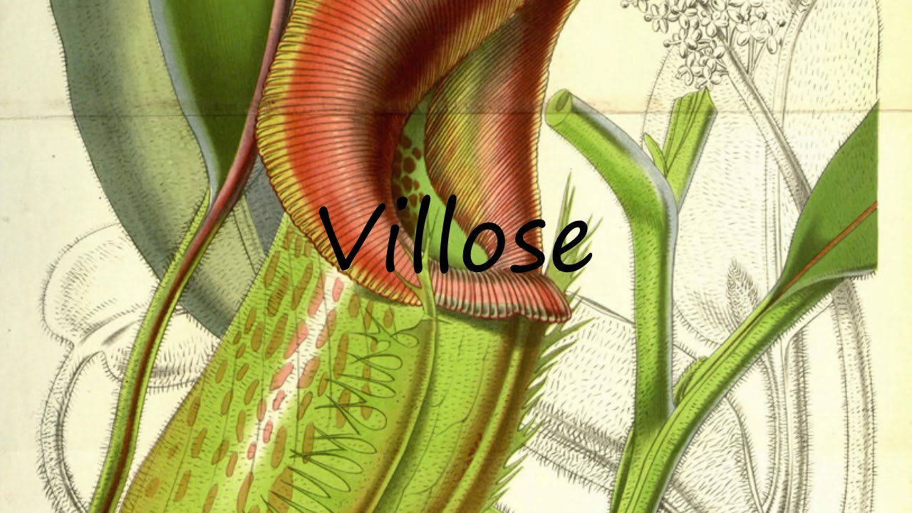 How to Pronounce Villose? - YouTube