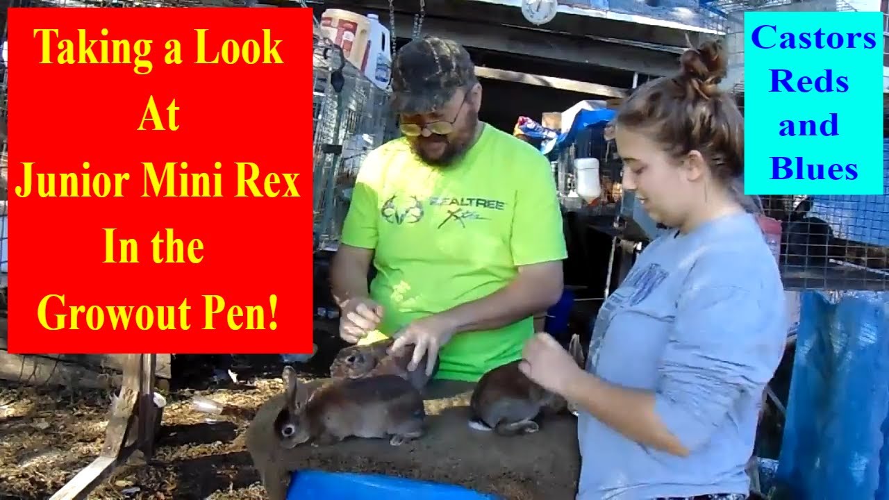 Mini Rex Rabbits - Update on the Castor, Red, and Blue Mini Rex Rabbit ...