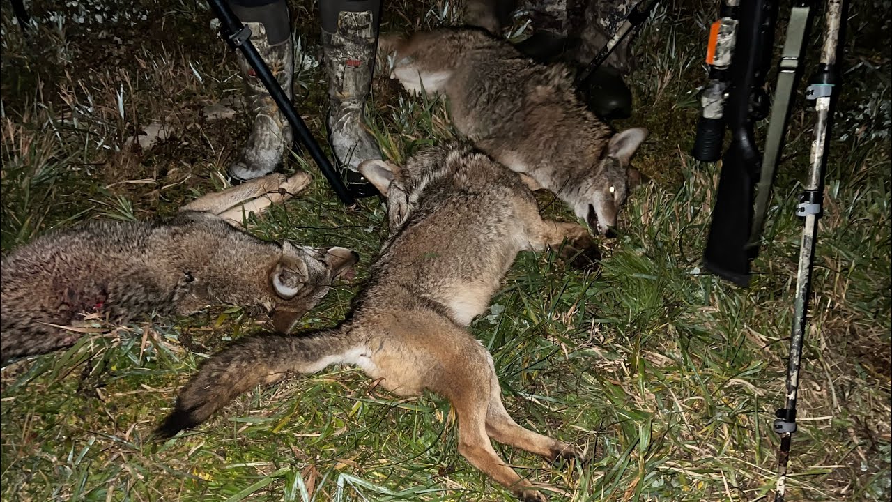 Chasin fur season 2 episode 1 - YouTube