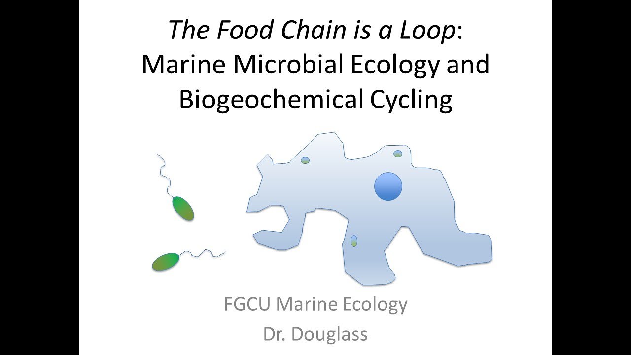Marine Ecology Lecture: Microbial Ecology & Ocean Chemistry - YouTube