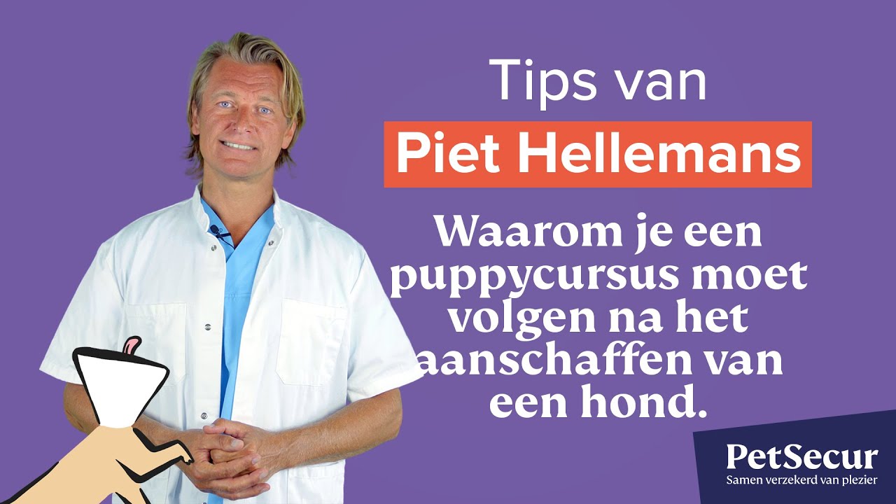 Piet Hellemans - Het nut van een puppycursus - YouTube