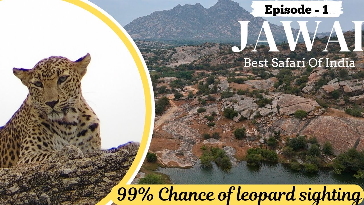 Jawai Leopard Safari & Jawai Dam Tour | Leopard Sightings & Best Spots ...