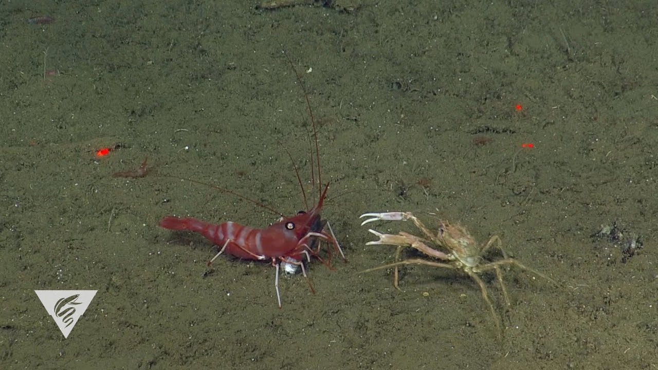 A deep-sea Thanksgiving feast - YouTube