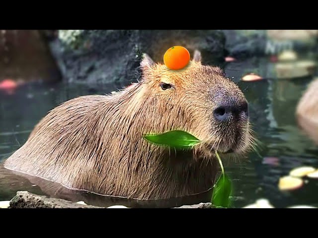 Capybara Memes San Diego Zoo Capybara Shows Off Funny 'T Rex Walk'
