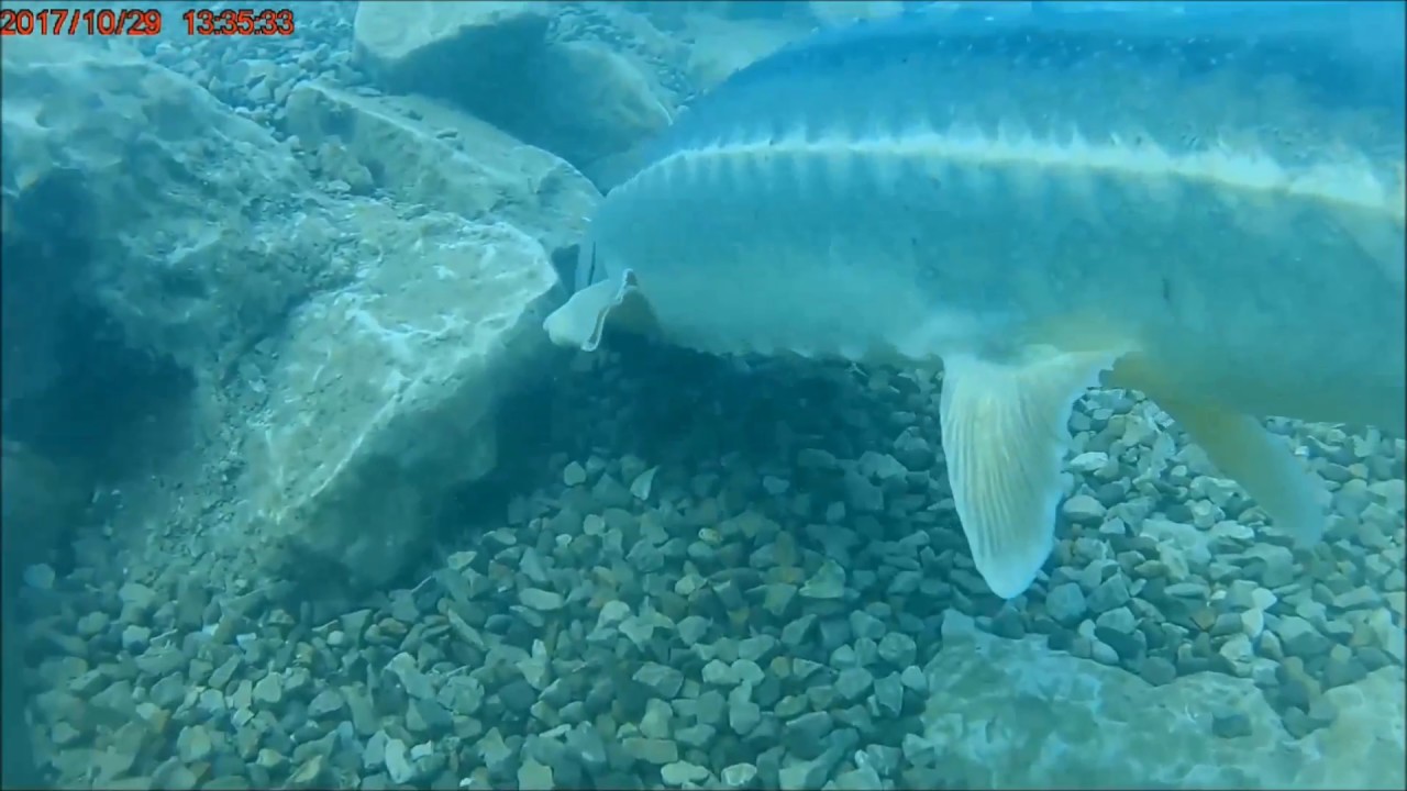 Capernwray Sturgeon - YouTube