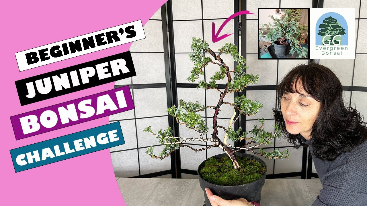 Beginner's Juniper from raw material Bonsai Challenge - YouTube