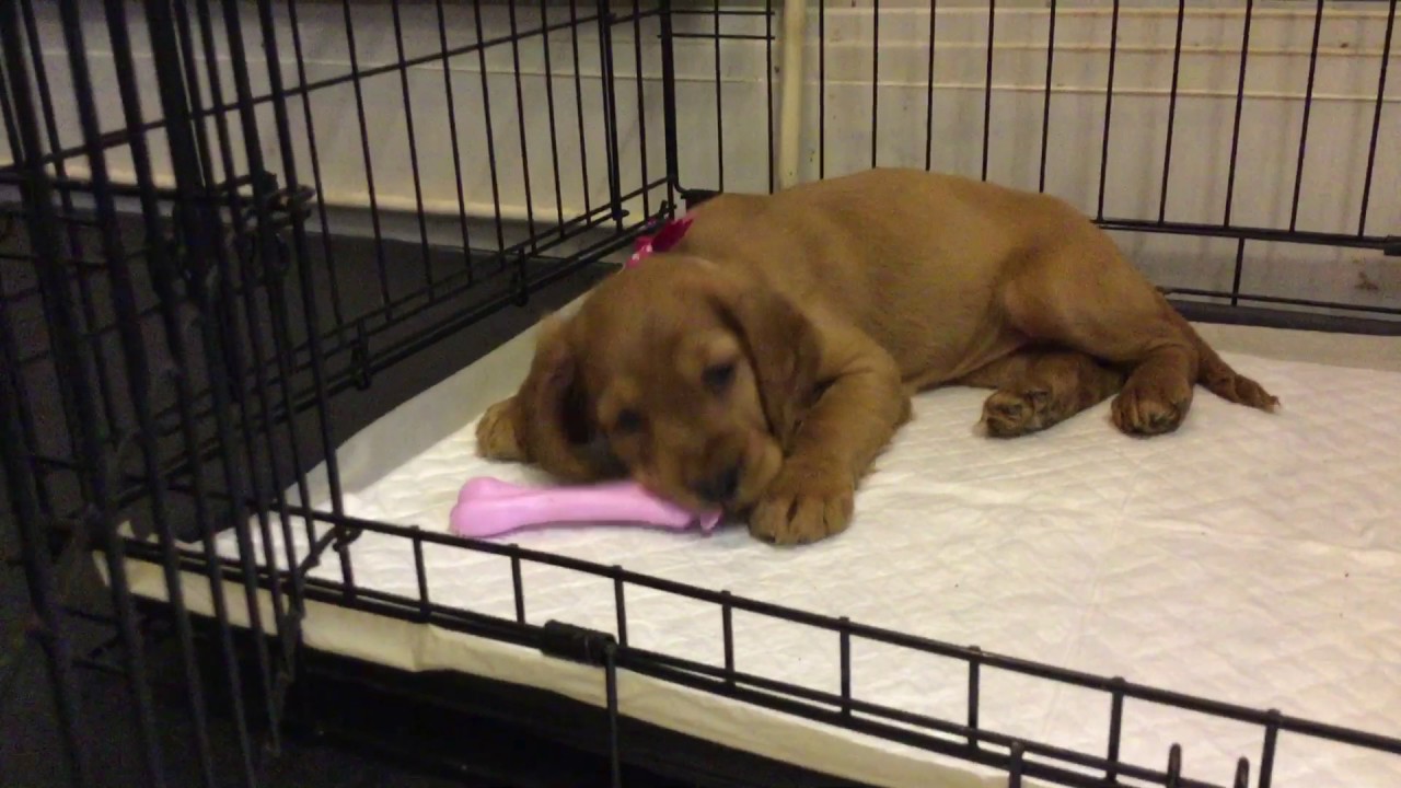 8 week old cocker spaniel puppy willow - YouTube