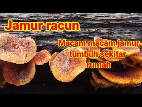Jamur racun tumbuh bermacam macam di sekitar rumah#vilagelifestyle # ...