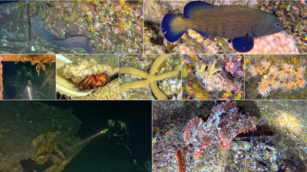 Stella Maru 12/03/25 @25m Scuba Diving by night with the MUG on ...