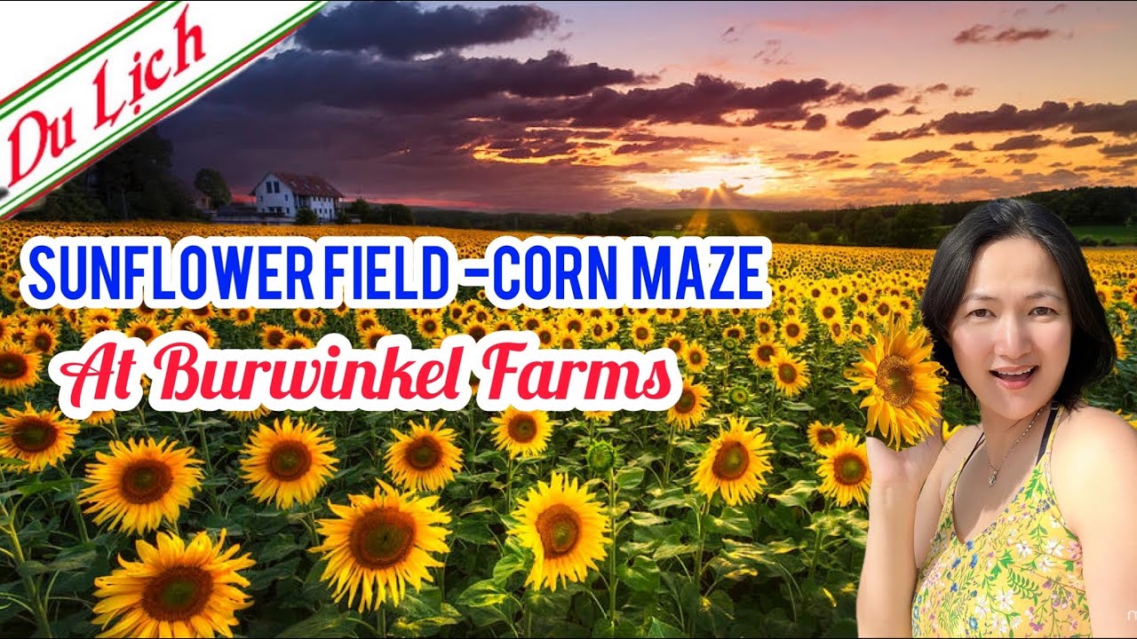 Travel Ohio-Sunflower field-Pumpkin patch-Corn maze at Burwinkel Farms ...