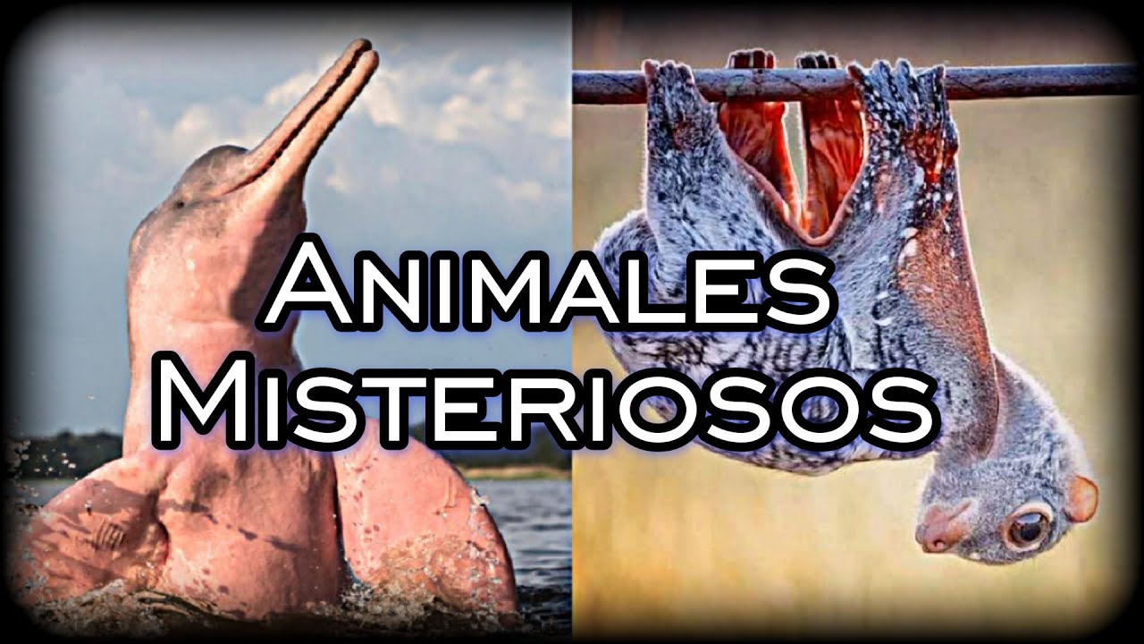 Los 10 Animales más Misteriosos y Enigmáticos del Planeta! - YouTube