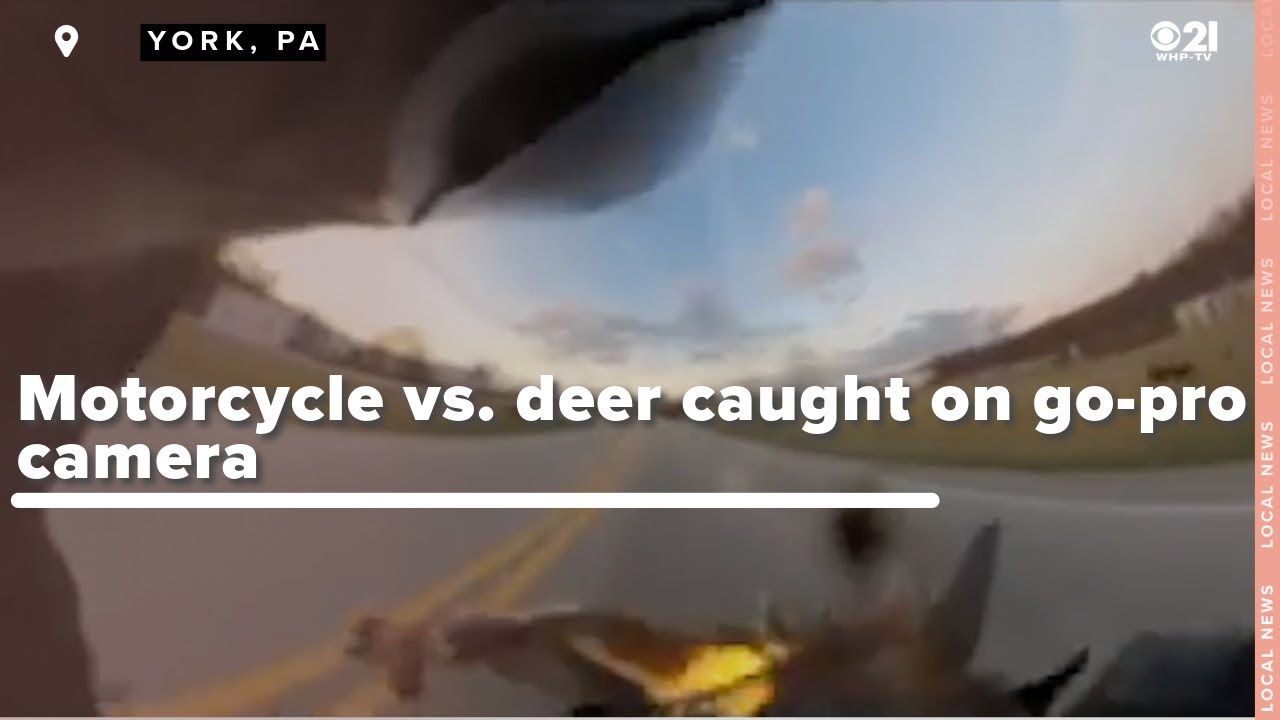 RAW VIDEO: Motorcycle vs. deer caught on go-pro camera in Pennsylvania ...