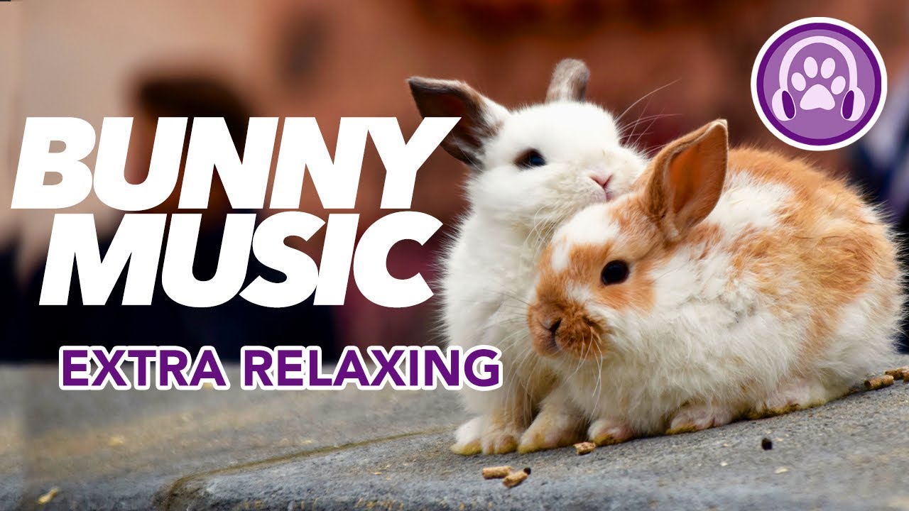 Music for Rabbits - INCREDIBLE RESULTS (11 Hour Lullaby) - YouTube