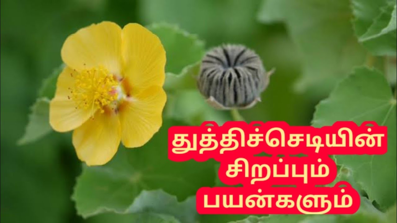 துத்திக்கீரை/Thuthi leaves/Indian Mallow/அபுடிலான் இண்டிகம் (Abutilon ...