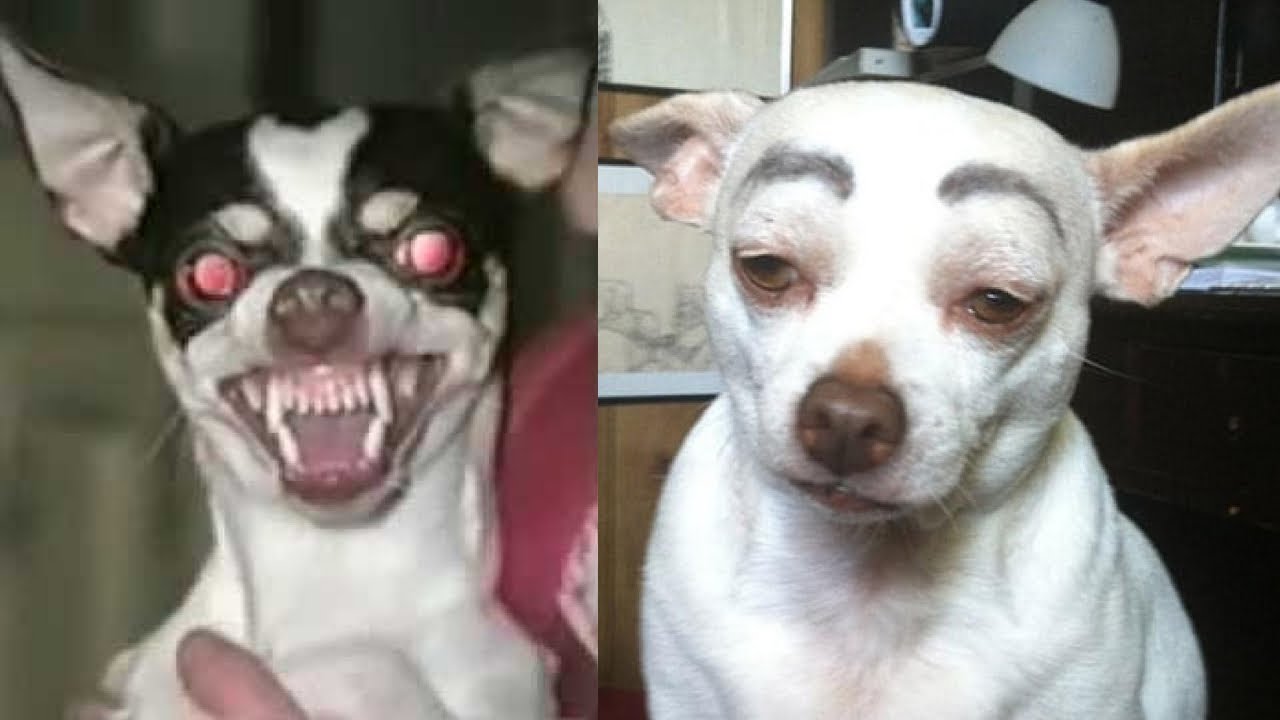 🐶🤣 Funny Dogs Compilation: Hilarious Moments & Epic Fails You Can't ...