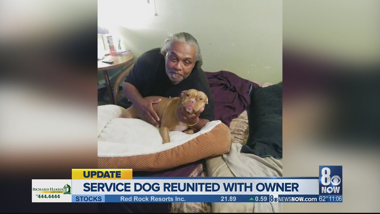 Service Dog Reunited with Owner - YouTube