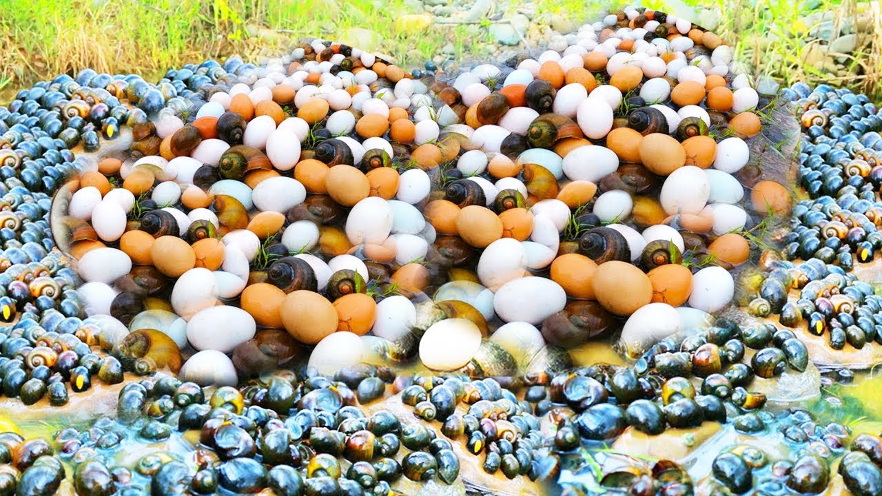 Amazing Catching Eggs// two brothers found many many eggs with snails ...