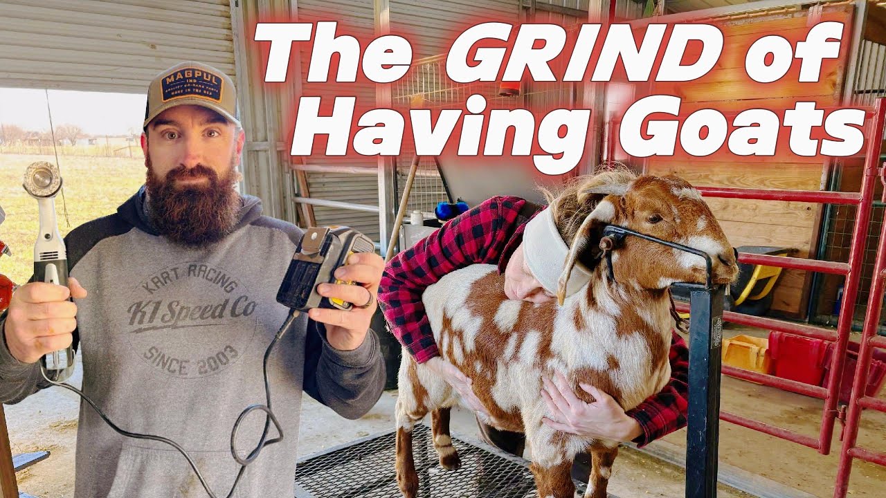 LIVING THEIR BEST LIFE! How you can help your goats live theirs too ...