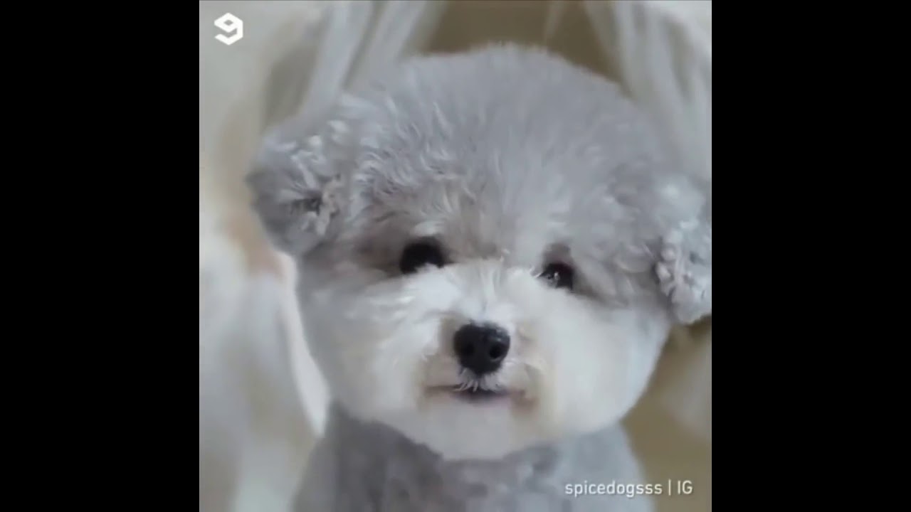 ♥Cute Puppies Doing Funny Things 2020♥ - Cutest Dogs #1 - YouTube