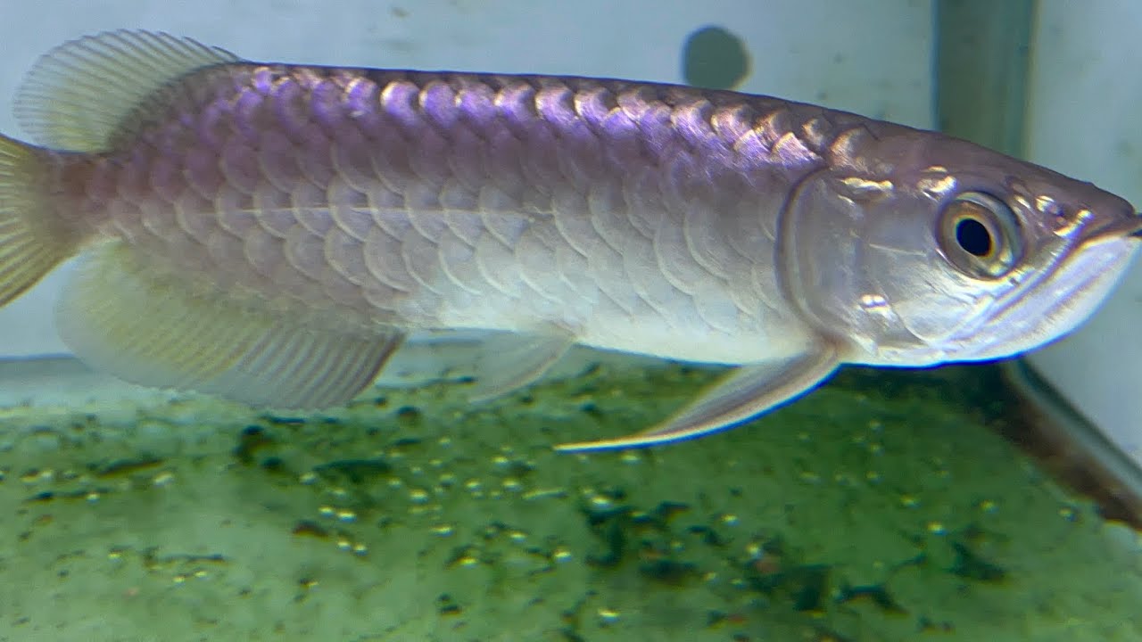 Best top arowana fish mg power blue Dari 4,5,6in warna dah mula keluar ...