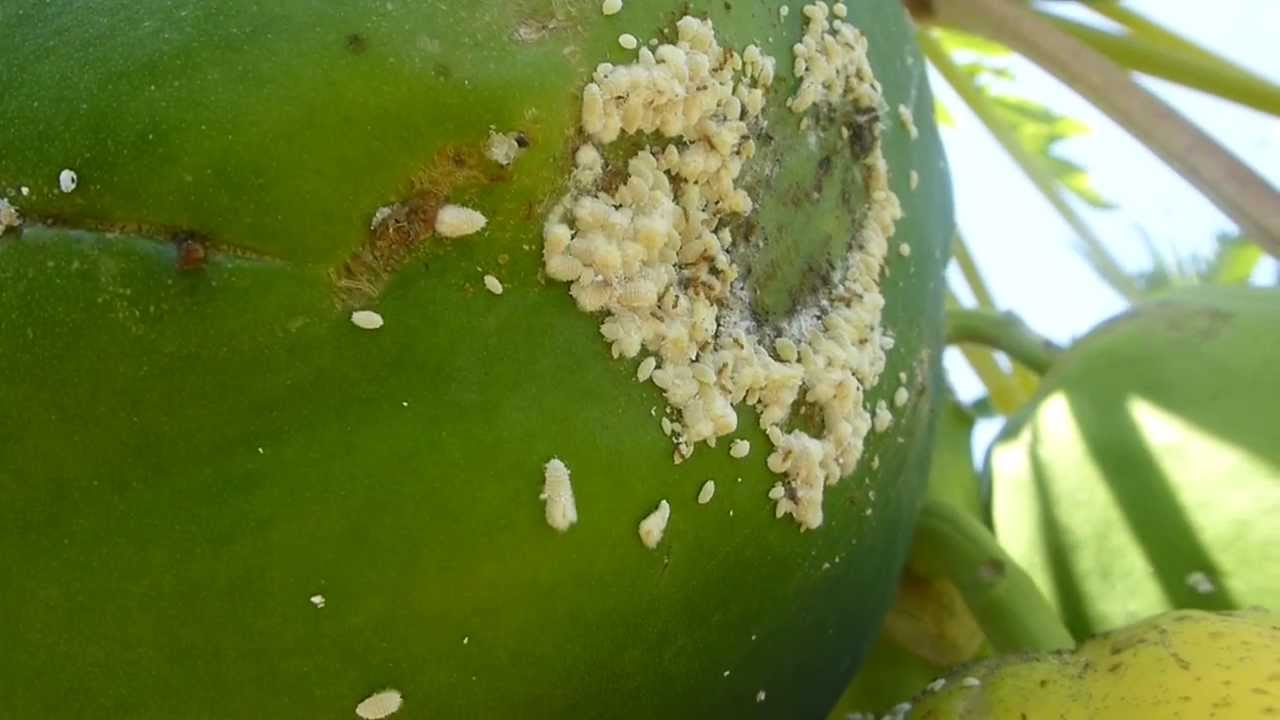 00019 "CHANCHITO BLANCO" EN PAPAYA(Carica papaya) - YouTube