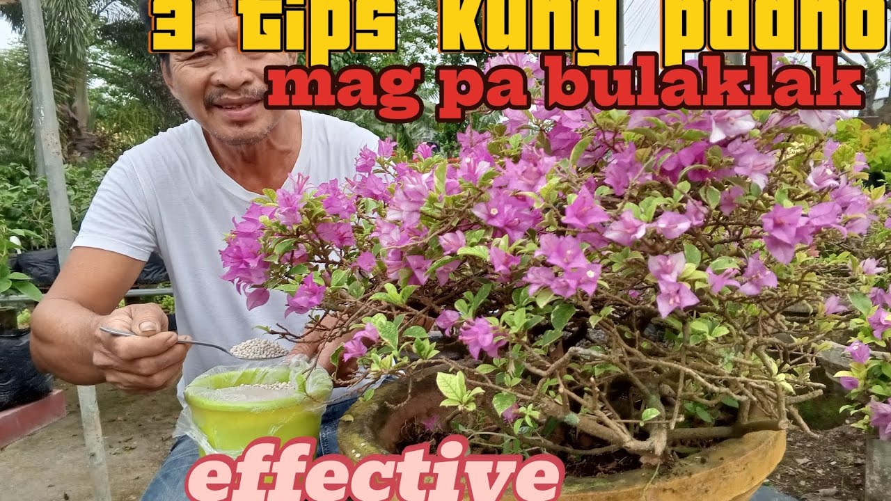 3 tips kung paano mag pa bulaklak ng bougainvillea at mas marami - YouTube