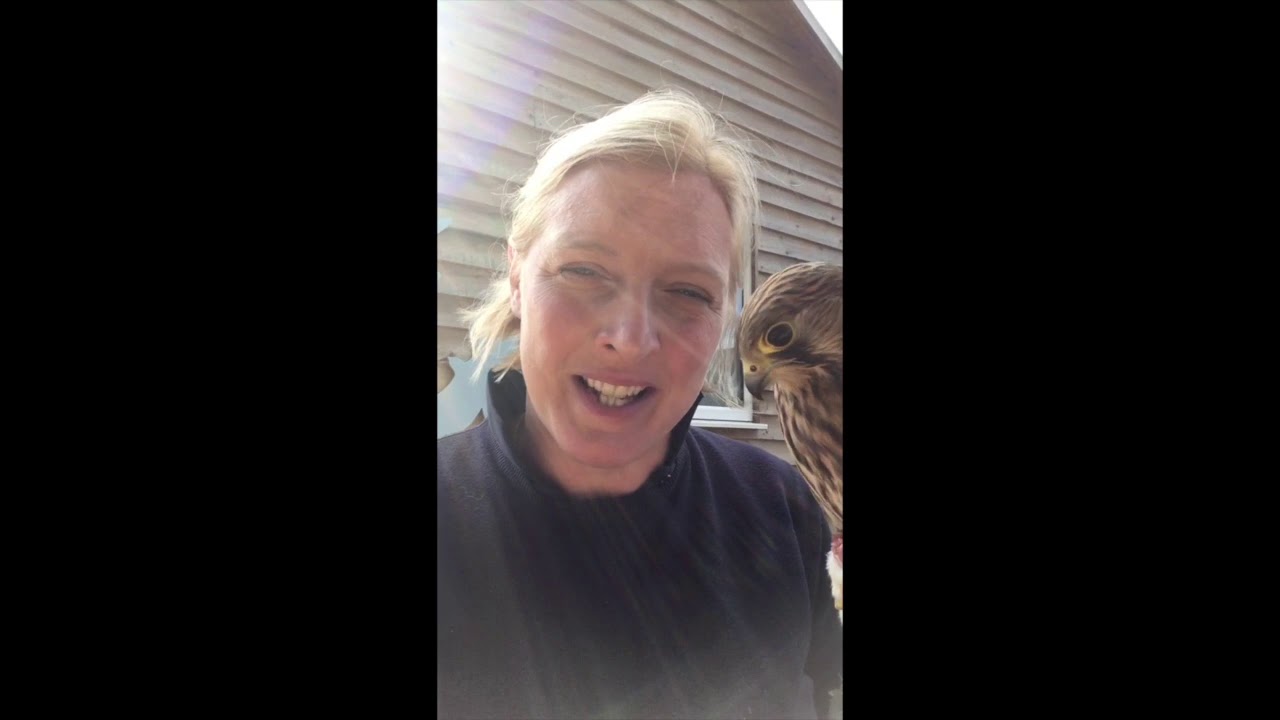 Nala the Female Kestrel - YouTube