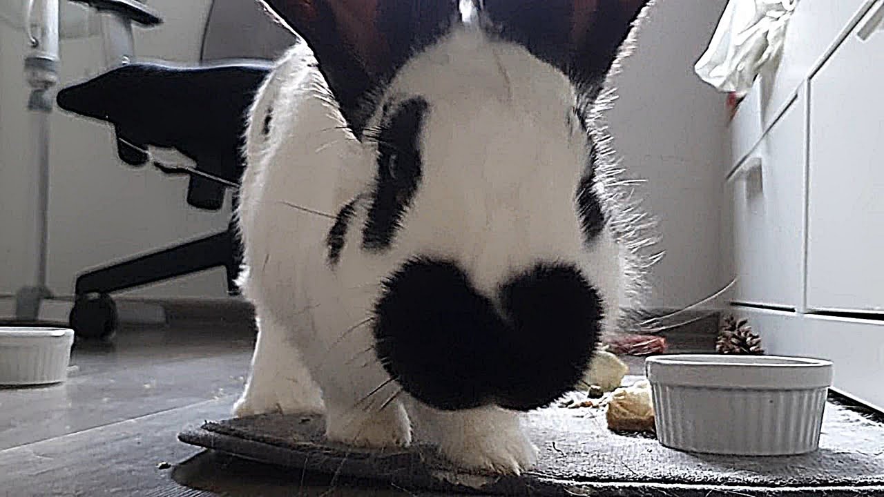 Joey Rabbit's WINK! while eating Breakfast. Cute Pet. British Spot ...