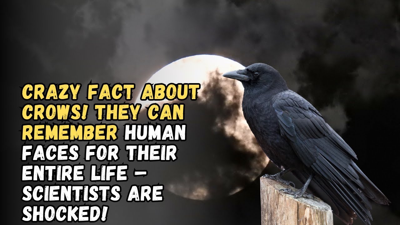 Crazy Fact About Crows They Can Remember Human Faces for Their Entire ...
