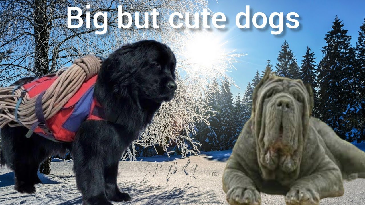 Gentle Giants: 5 Big Dog Breeds with Calm and Loving Personalities ...