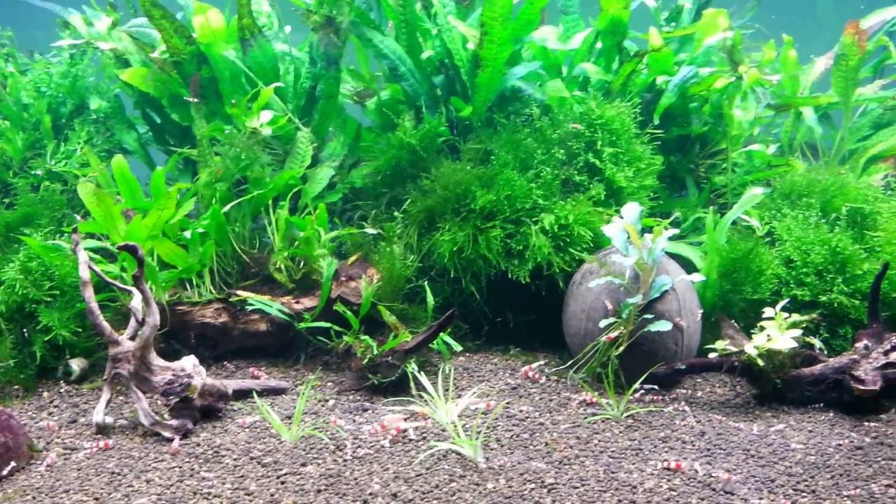 acvariu creveti crystal red 2016 - YouTube