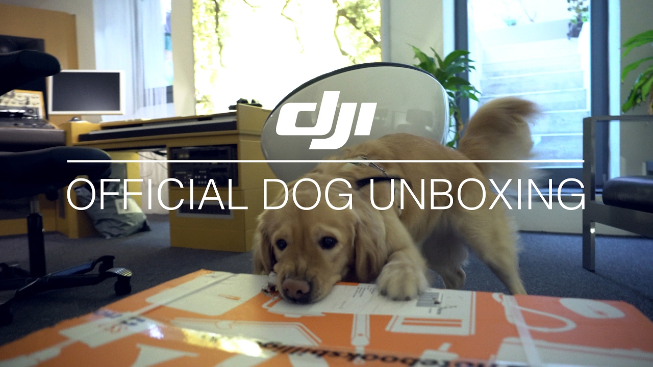 DJI Phantom 4 Pro Plus (Official Dog Unboxing) | 4K UHD - YouTube