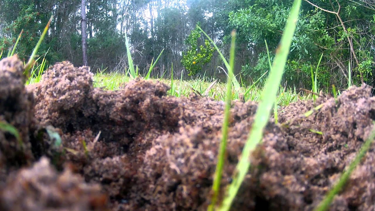 Inside a Fire Ant Mound with millions of ants in Lehigh Acres, Florida ...