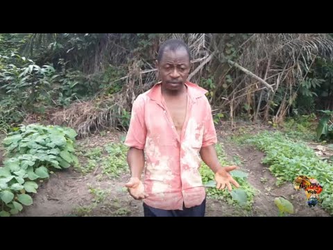Parlons d'un légume-feuille : la corète potagère ou kelen kelen - YouTube